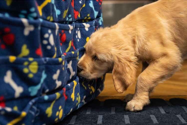 Home – PickPocket Foragers